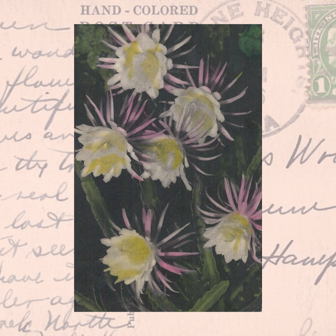 Pauline Howard’s 1936 Postcard to Miss Lois Wright: A Snapshot of Life Amid the Great Depression ...